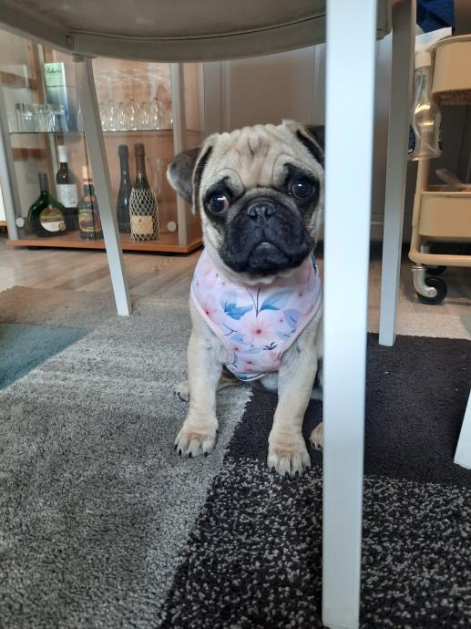 Tražim psa za parenje