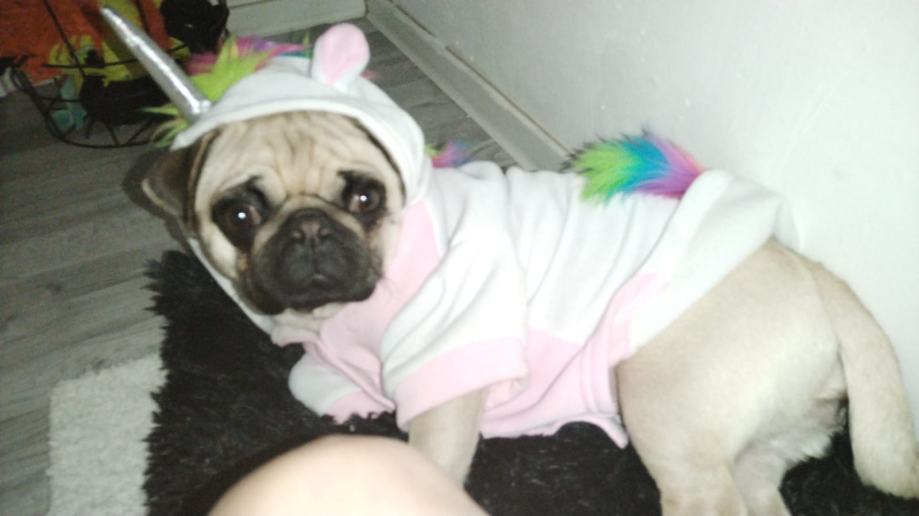 Tražim psa za parenje