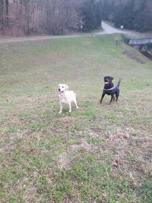 Trazim pse za paranje