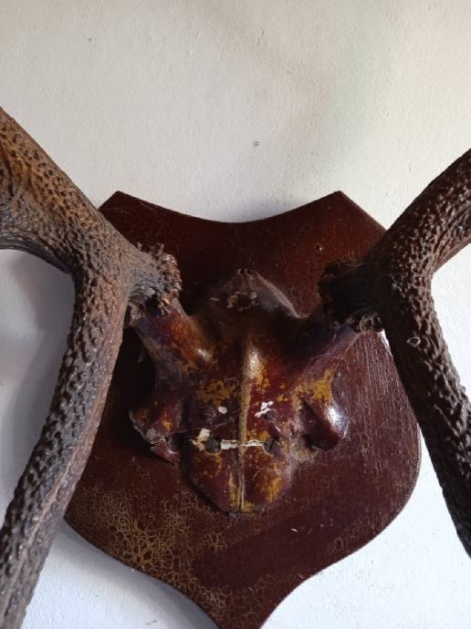 Jelenji rogovi veliki na postolju