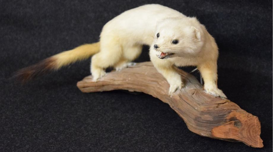 Lasica - preparirana životinja, izuzetan primjerak bijele lasice