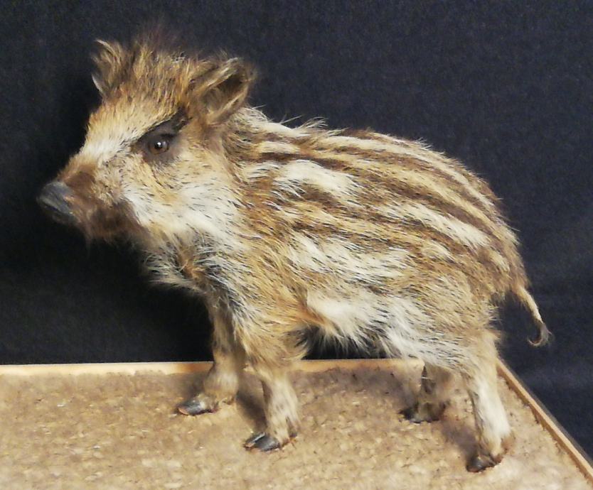 Lov, lovstvo, lovački trofej - preparirana divlja svinja, prase