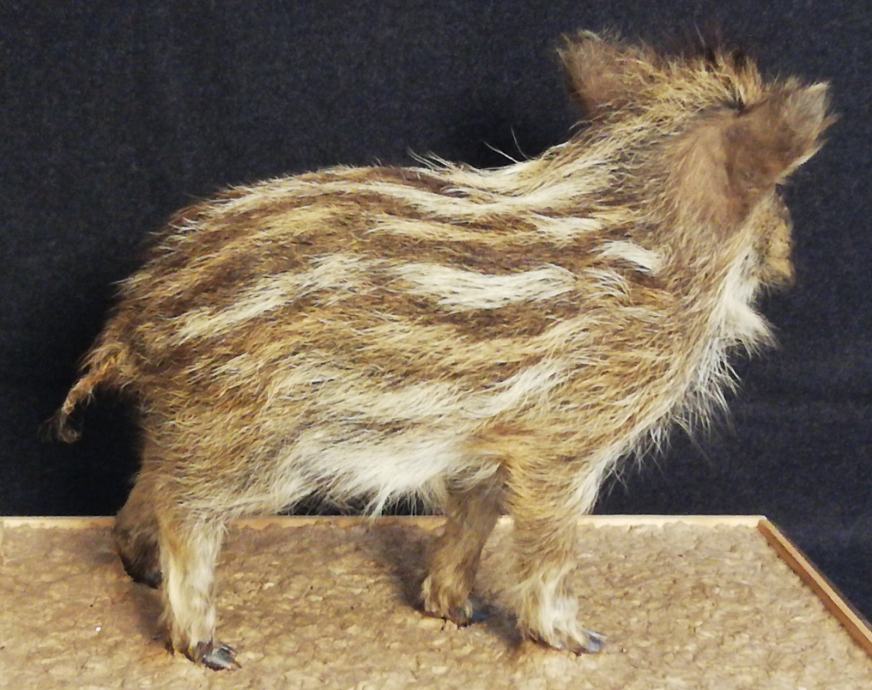 Lov, lovstvo, lovački trofej - preparirana divlja svinja, prase