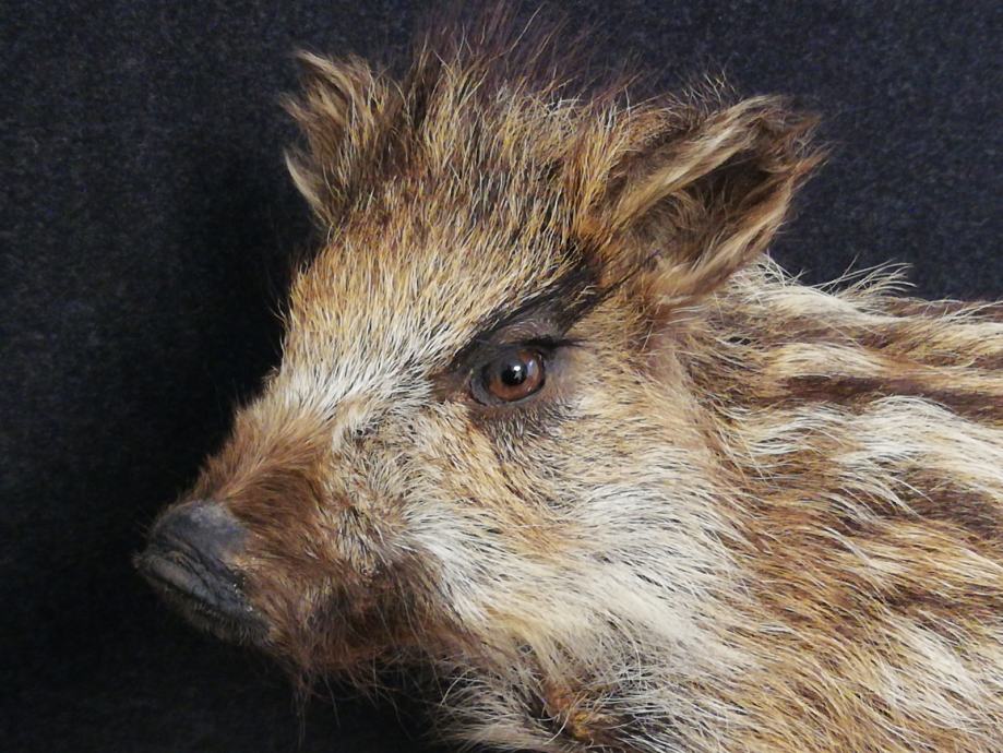 Lov, lovstvo, lovački trofej - preparirana divlja svinja, prase