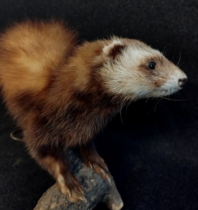 Lov, lovstvo, lovački trofej - preparirana kuna - tvor