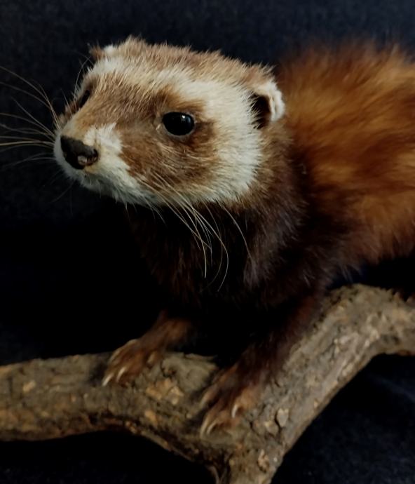 Lov, lovstvo, lovački trofej - preparirana kuna - tvor