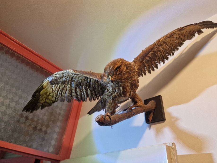 lovački trofeji i preparirane životinje