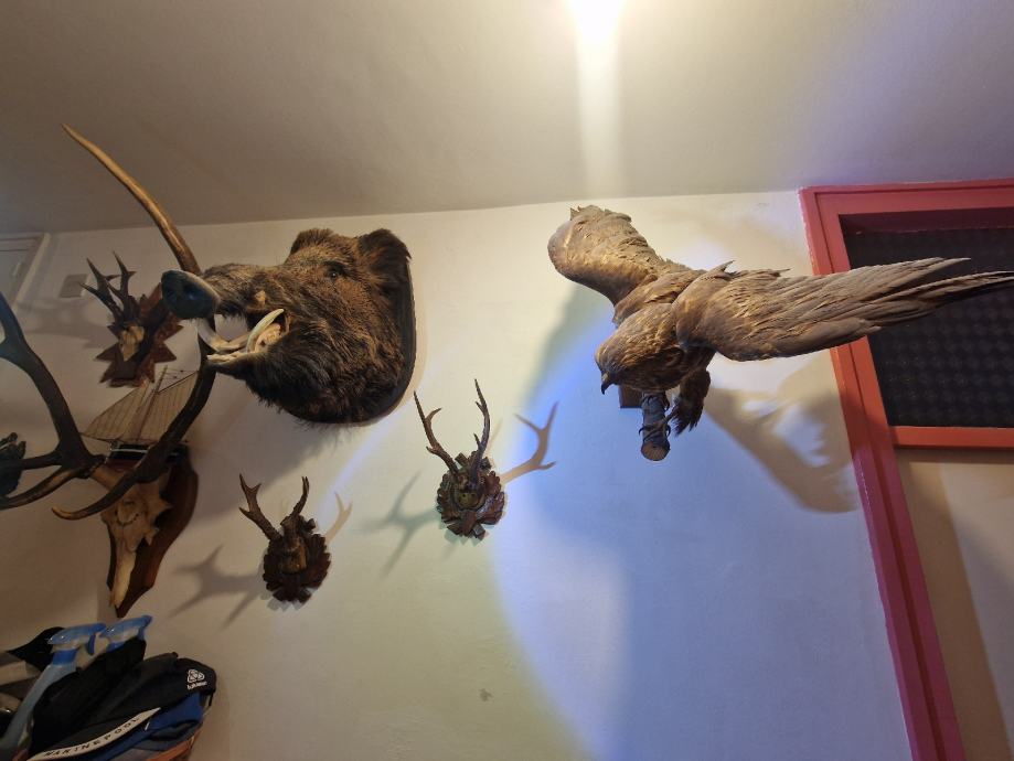 lovački trofeji i preparirane životinje
