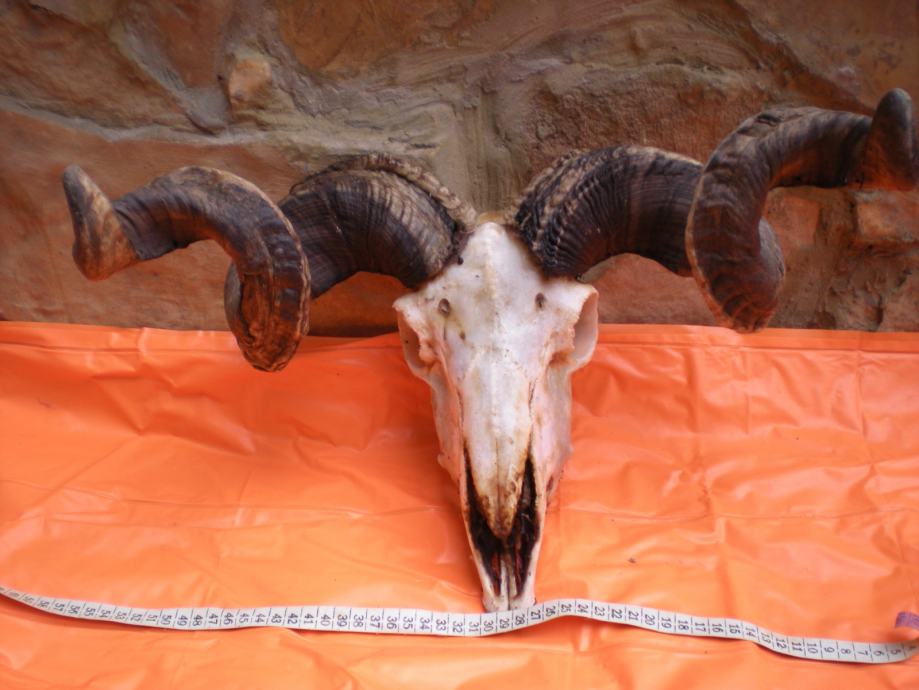 trofeji ovan rogovi lobanja muflon jarac