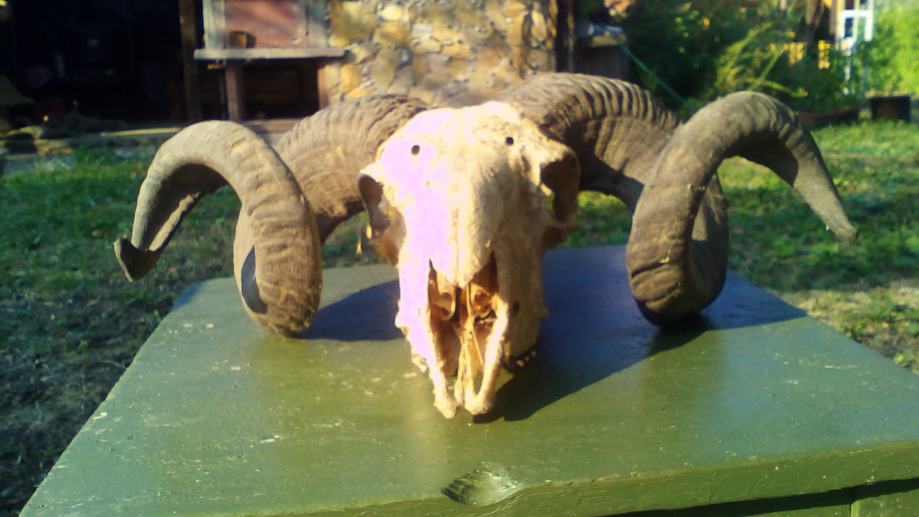 trofeji ovan rogovi lobanja muflon jarac