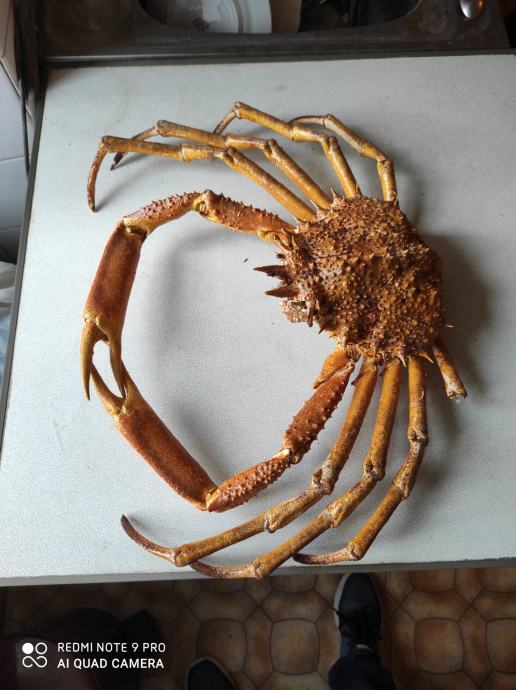 Preparirane rakovice i hlap