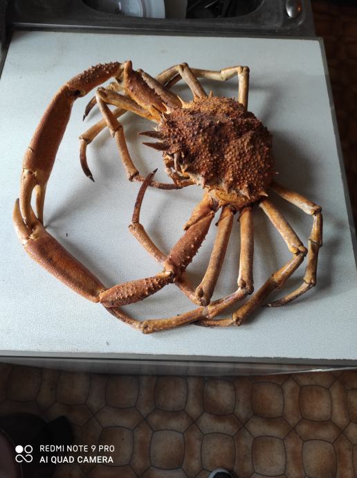 Preparirane rakovice i hlap