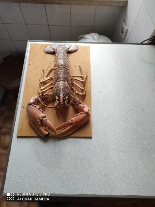 Preparirane rakovice i hlap