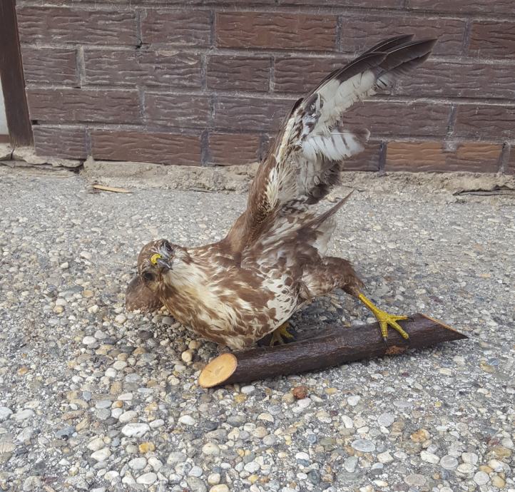 PREPARIRANE ŽIVOTINJE - JASTREB