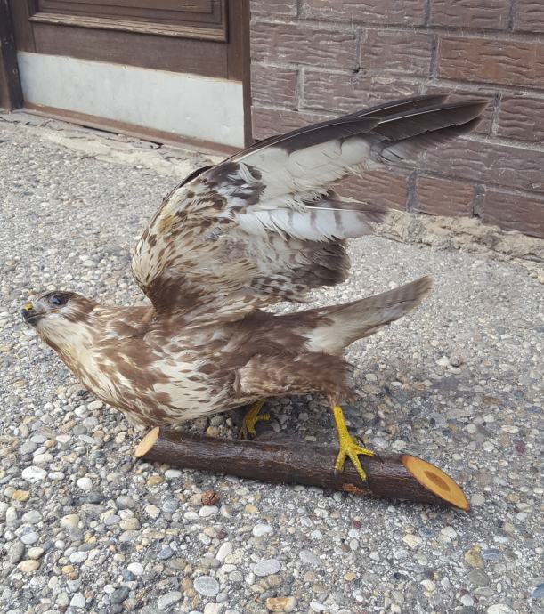 PREPARIRANE ŽIVOTINJE - JASTREB