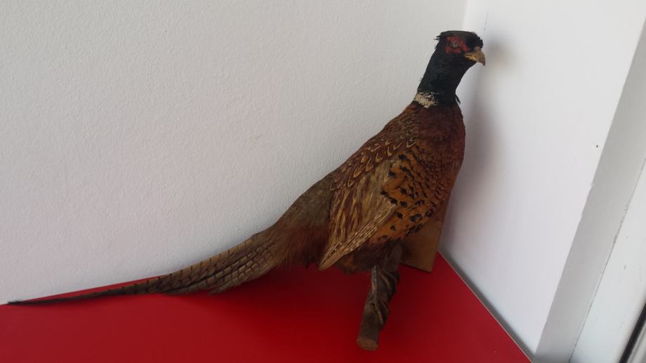 Preparirani fazan-BESPLATNA DOSTAVA-POSTOM NA VASU ADRESU-