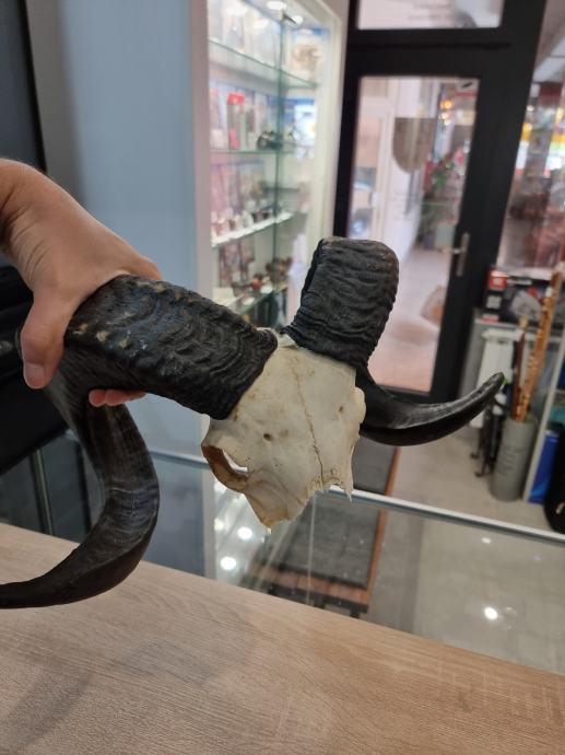 PREPARIRANI ROGOVI OVNA *DO 24 RATE* POVOLJNO ! R1!