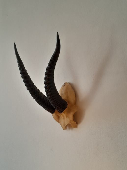 Rogovi antilope