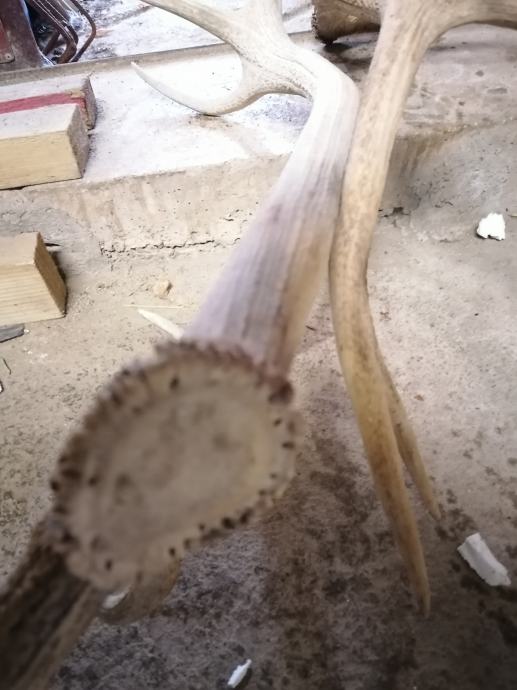 Rogovi cca 80cm. Rijeka