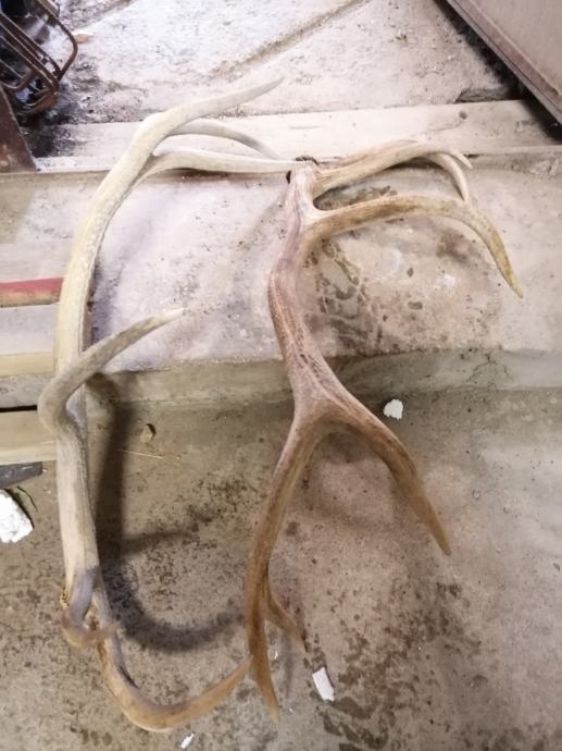Rogovi cca 80cm. Rijeka