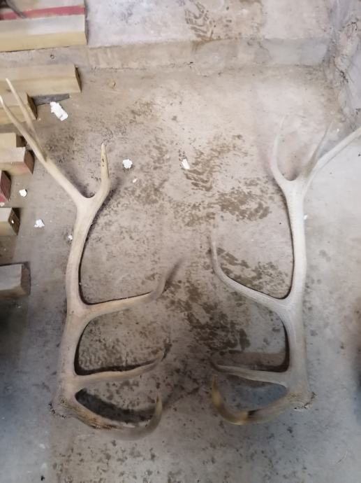 Rogovi cca 80cm. Rijeka