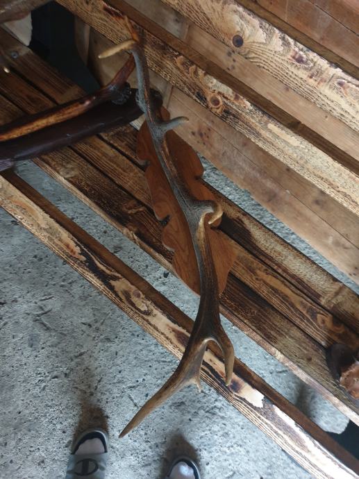 Rogovi od jelena, jelenski rogovi