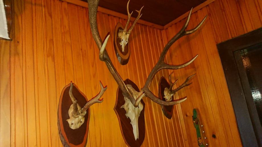 Rogovi jelena I srnjaka