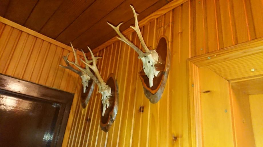 Rogovi jelena I srnjaka