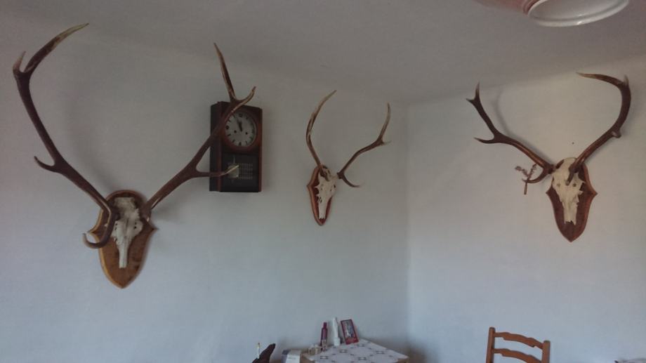 Rogovi jelena I srnjaka