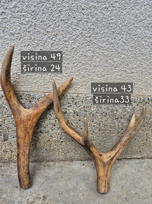 Rogovi srndaća i jelena