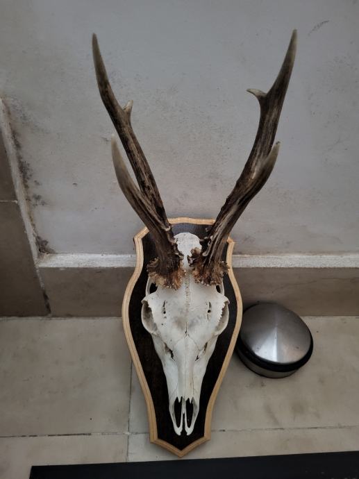 Rogovi od srndača na postolju