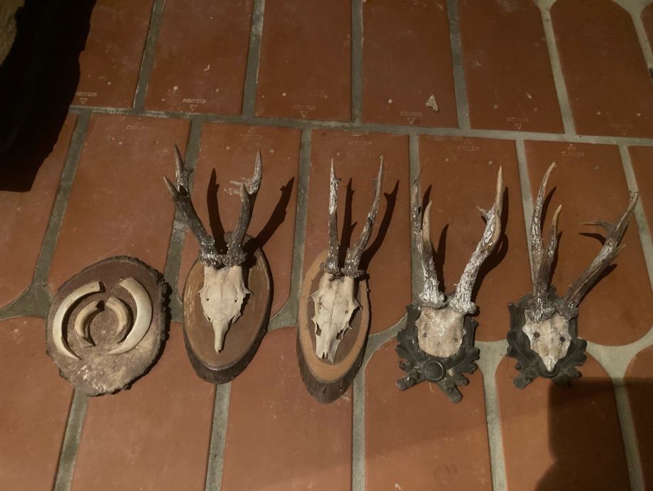 Rogovi srndaća po komadu