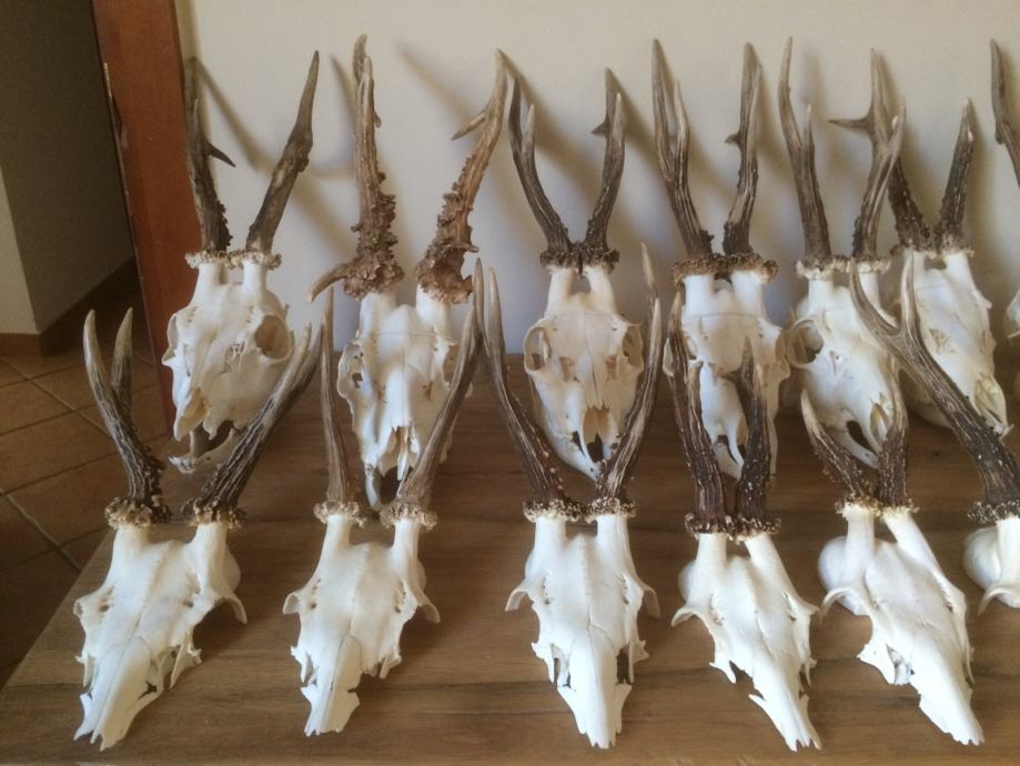 Rogovi srnjaka i lubanje