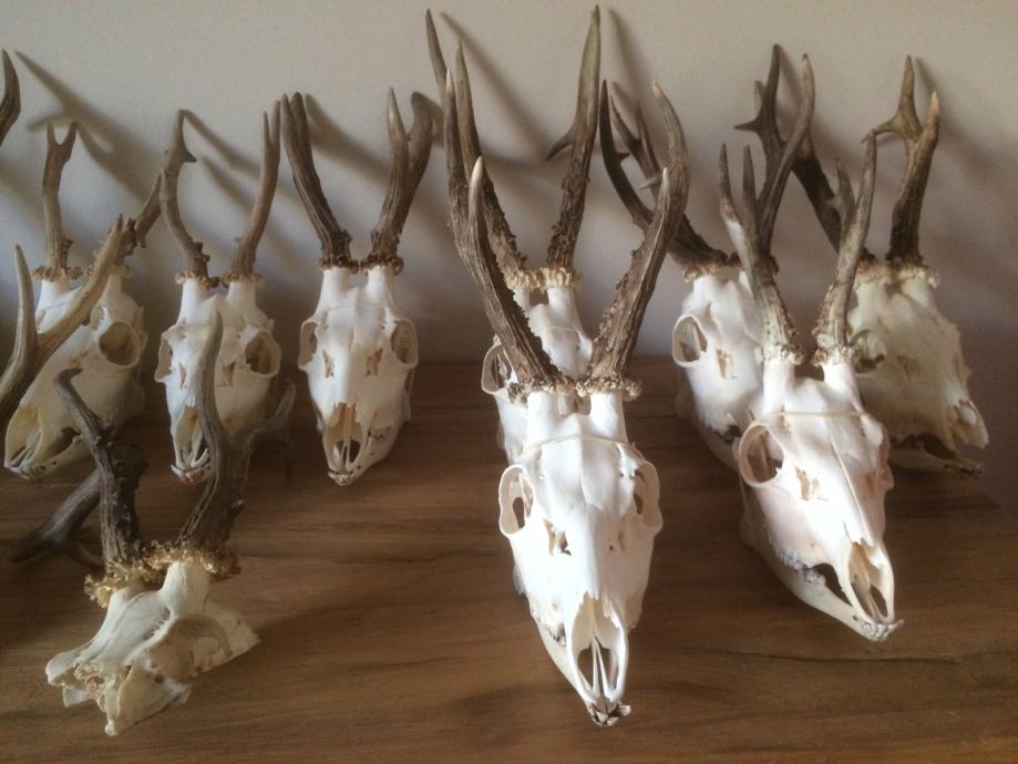 Rogovi srnjaka i lubanje