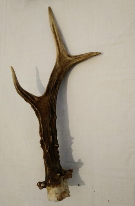 Rogovi srnjaka / srndaća (komplet)