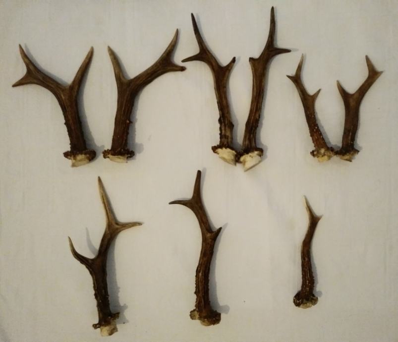 Rogovi srnjaka / srndaća (komplet)