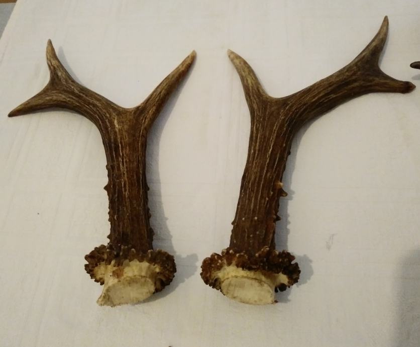 Rogovi srnjaka / srndaća (komplet)