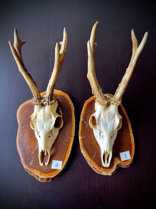 Trofej rogovi srnjaka 15€/ kom!!!!