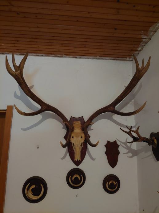 Trofeji jelenjih rogova,srnecih rogova i veprovih kljova