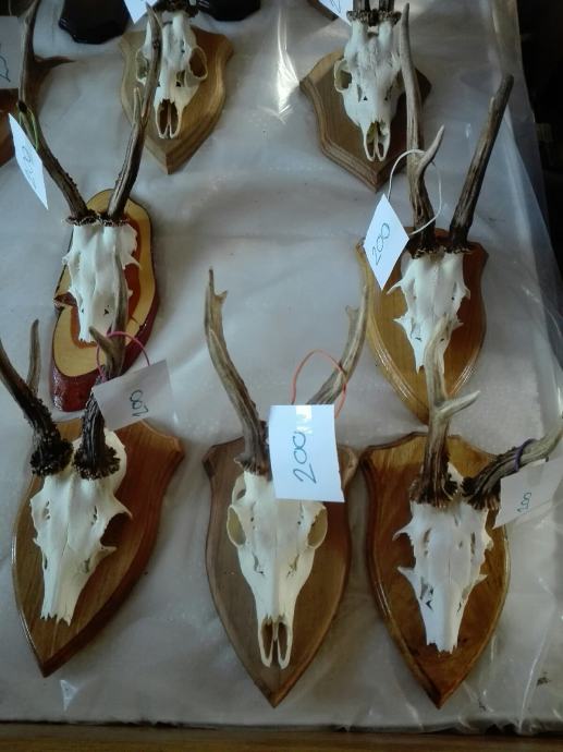 Trofeji rogovi srnjaka i jelena na drvenim pločicama