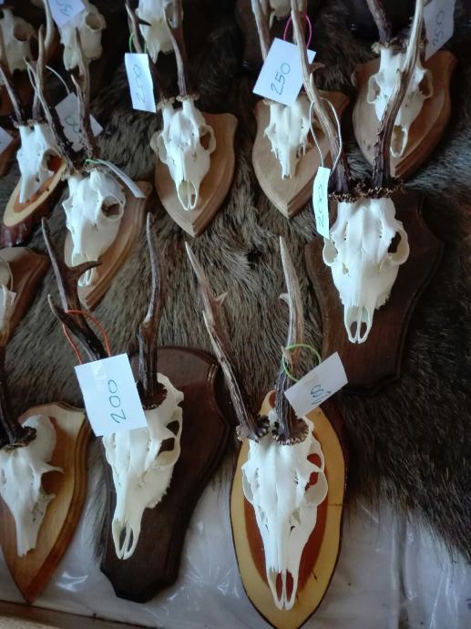 Trofeji rogovi srnjaka i jelena na drvenim pločicama