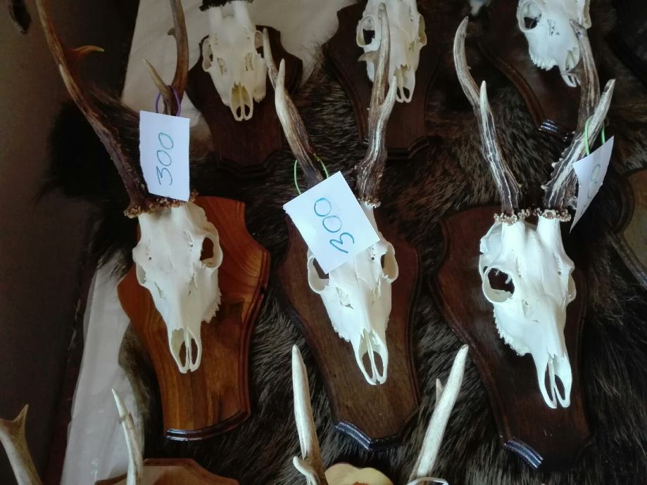 Trofeji rogovi srnjaka i jelena na drvenim pločicama