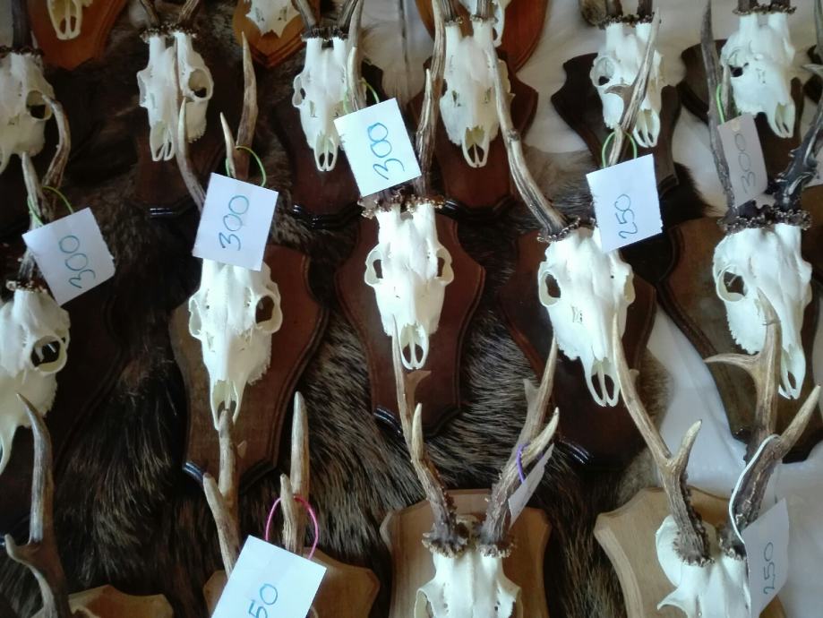 Trofeji rogovi srnjaka i jelena na drvenim pločicama