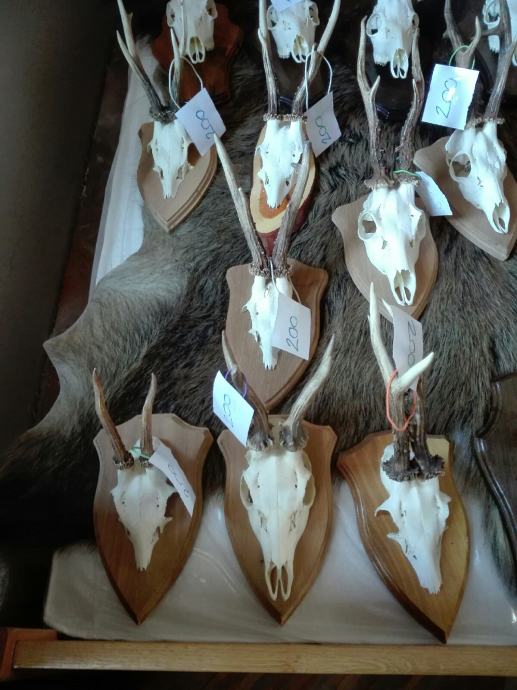 Trofeji rogovi srnjaka i jelena na drvenim pločicama