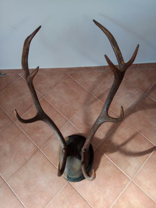 Trofejni rogovi jelena