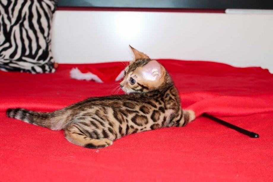 bengalska mačka