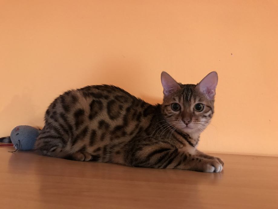 Bengalska macka Urnebes