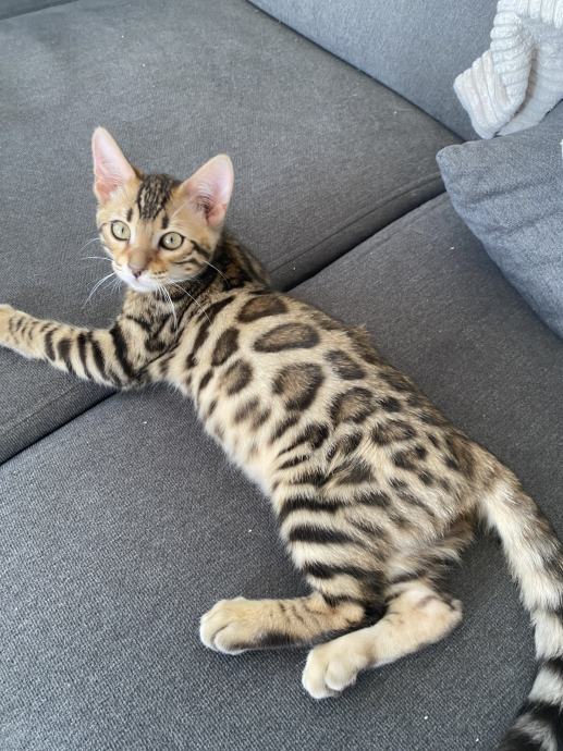 Bengalske mačke (Bree)