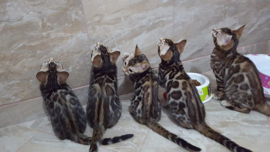 Bengalska macka, bengalski macak, bengalski macici