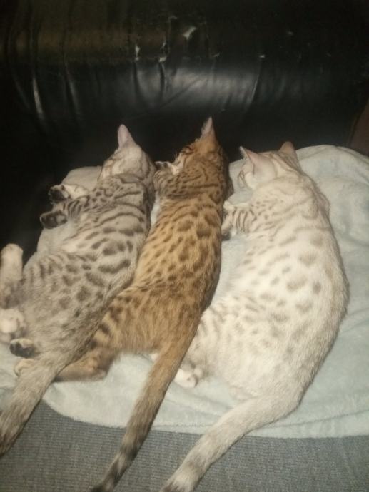 Bengalska mačka - muško mače